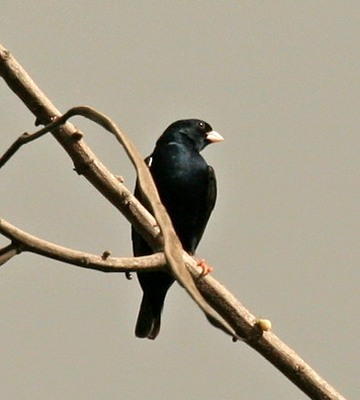 Purple Indigobird
