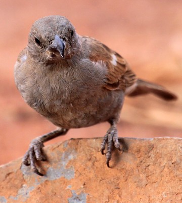 Parrot-billed Sparrow